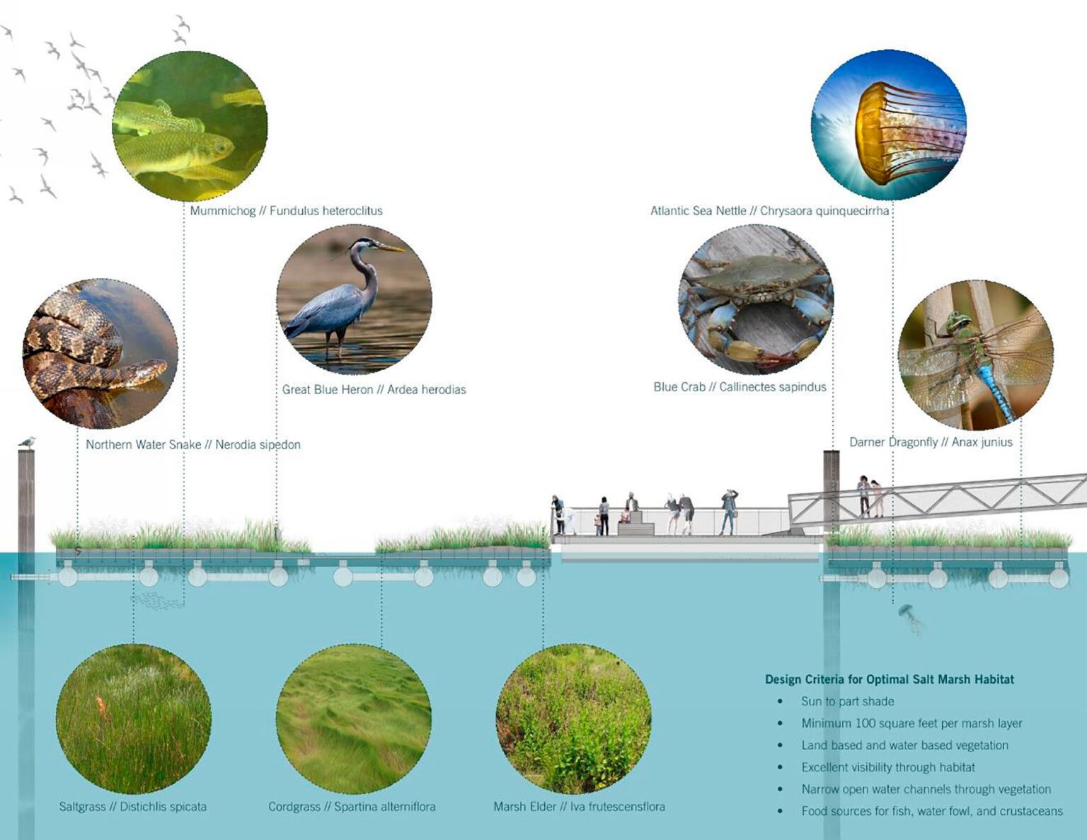A New Model for Floating Wetlands — Ayers Saint Gross