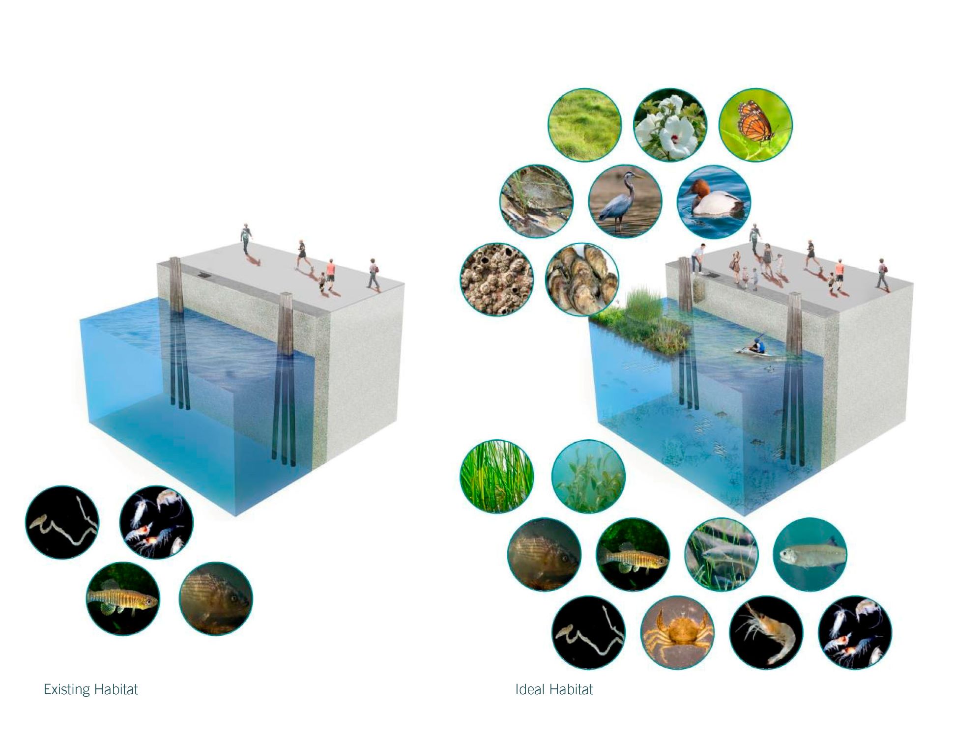National Aquarium — Floating Wetland Prototype — Ayers Saint Gross